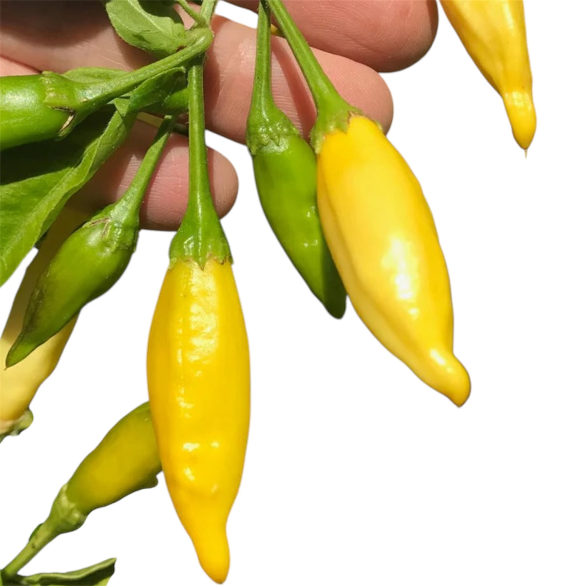 Aji Lemon Hot Pepper Garden Seeds – Homestead’s Hot Sauce